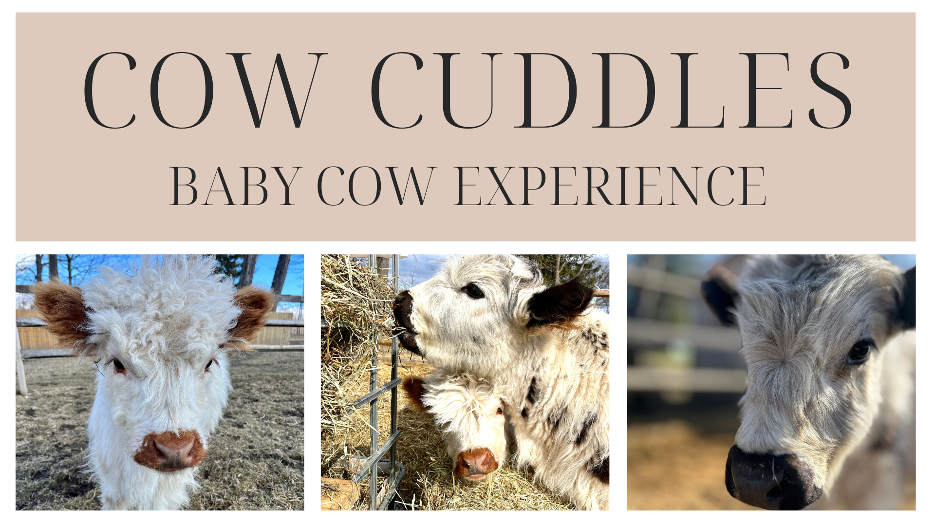 Easter Cow Cuddles, Baby Cow Experience! | All Aspects at the Barn